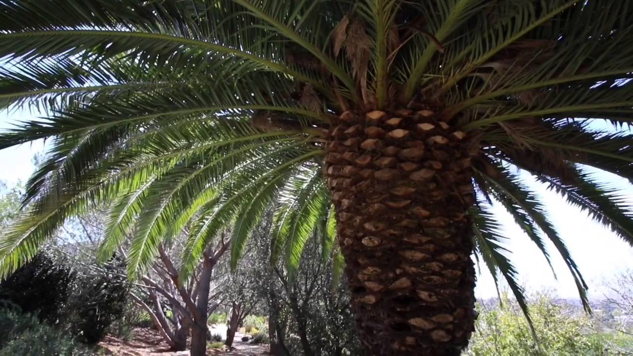The Cal Poly Arboretum - YouTube
