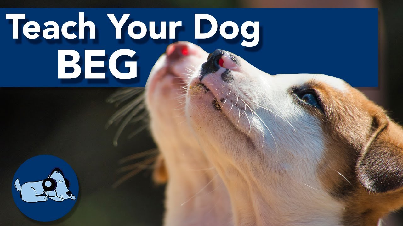 How to Teach Your Dog to Beg! - YouTube