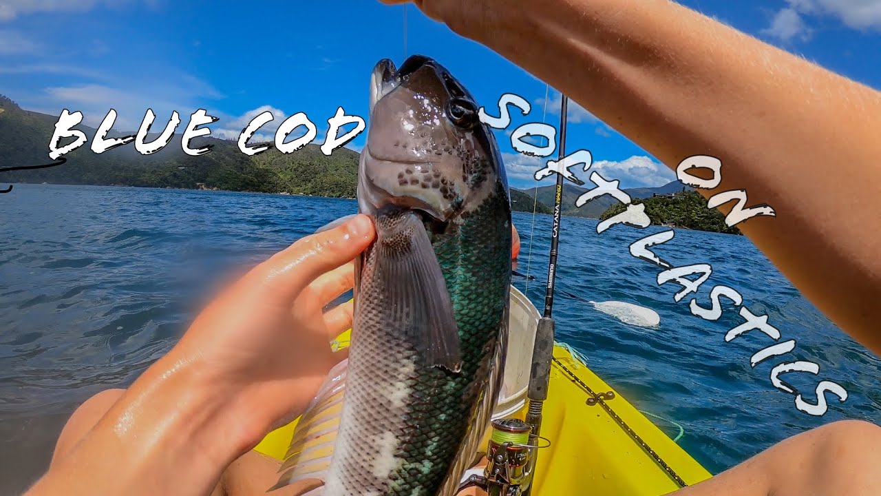 KAYAK FISHING for BIG BLUE COD on SOFTBAITS!! - YouTube