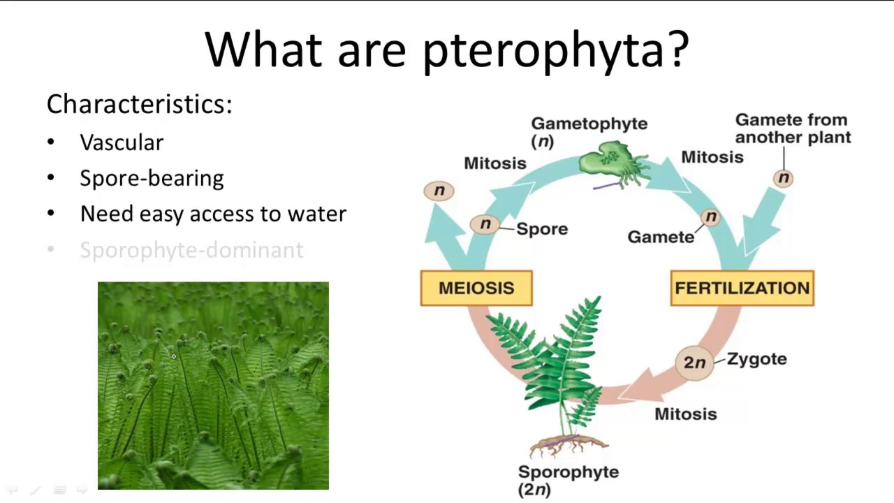 Phylum Pterophyta