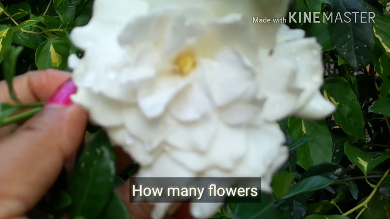 Most Beautiful flower Togor सुगंधराज(How to grow cutting dal - YouTube