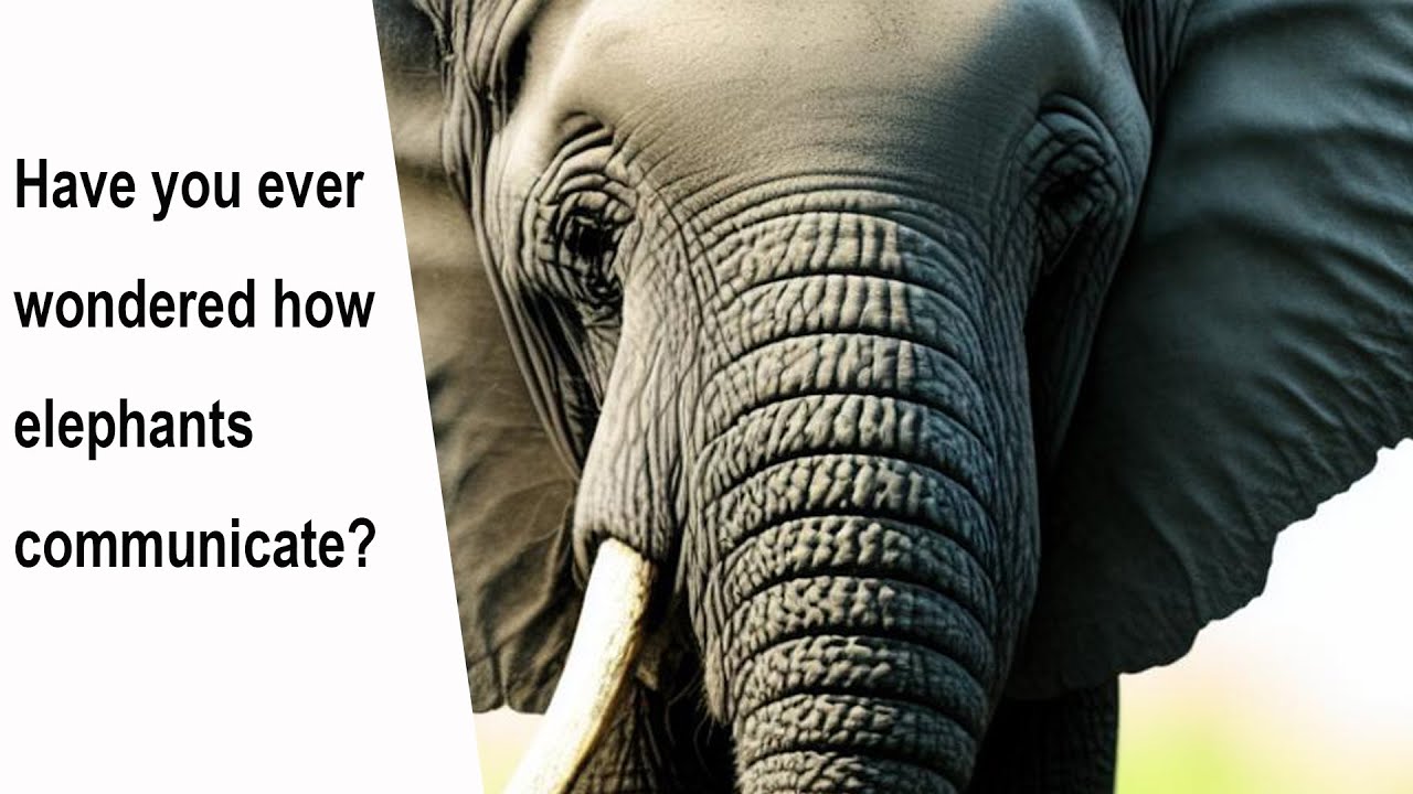 The Elephant Community: Social Structures, Problem-Solving, and ...