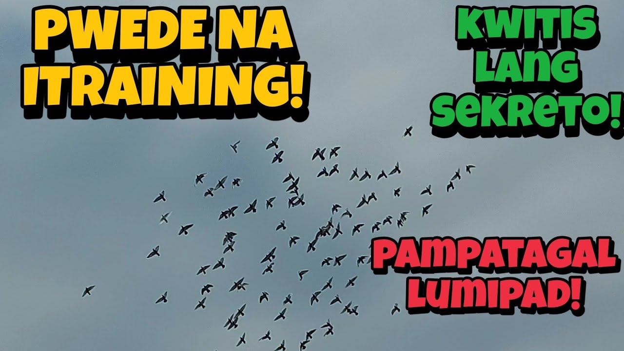 LAMPAS ISANG ORAS KAYA NA NILA! KWITIS LANG PALA SEKRETO PAMPATAGAL NG ...