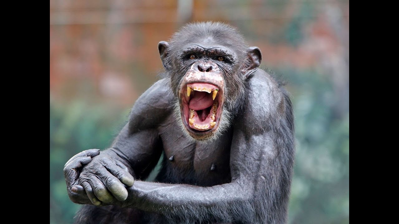 Chimp - YouTube