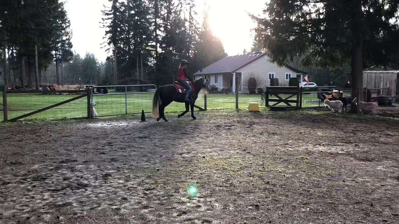 December Virtual Show: Hunter Hack walk/jog - YouTube