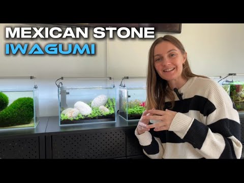 How To Plant A Monte Carlo Carpet - YouTube