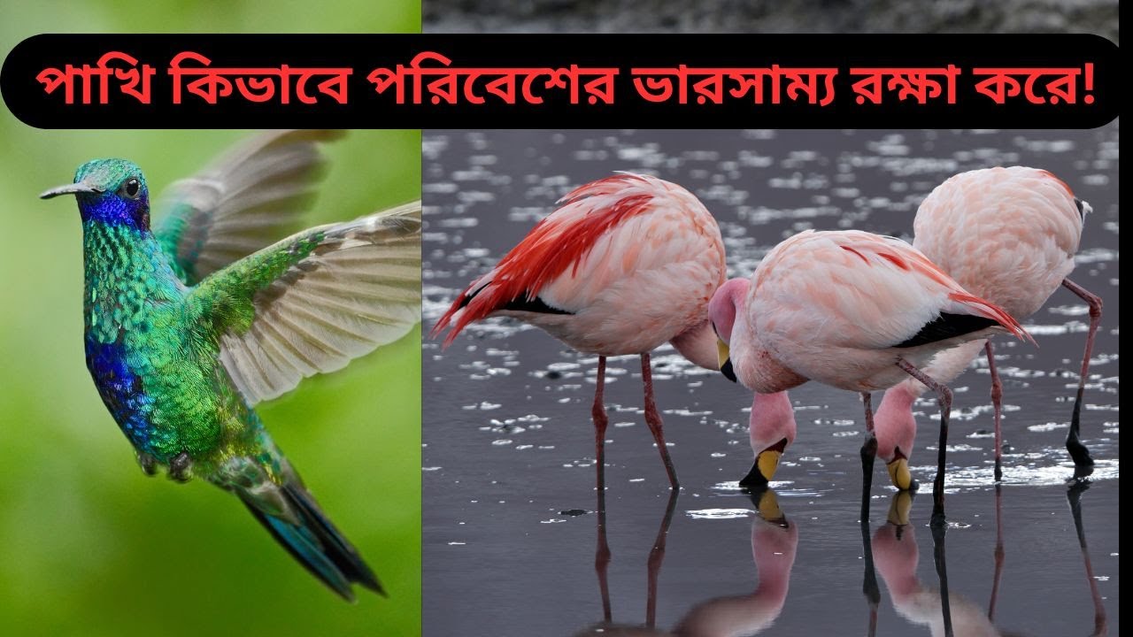 how birds work for nture - YouTube