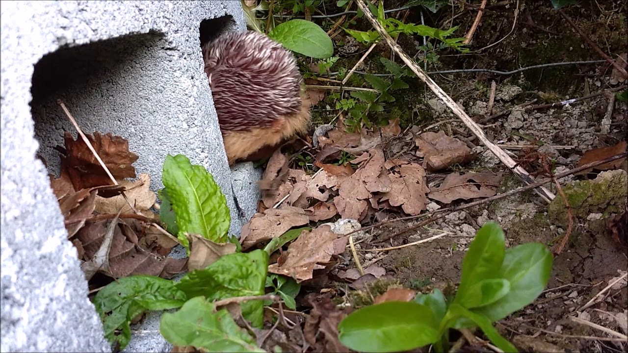 Hedgehog awareness hog hole - YouTube