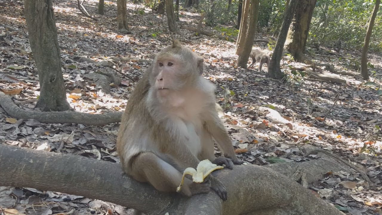 monkey very sad - Eat alone - brutus jr cry very sad sound stay alone ...