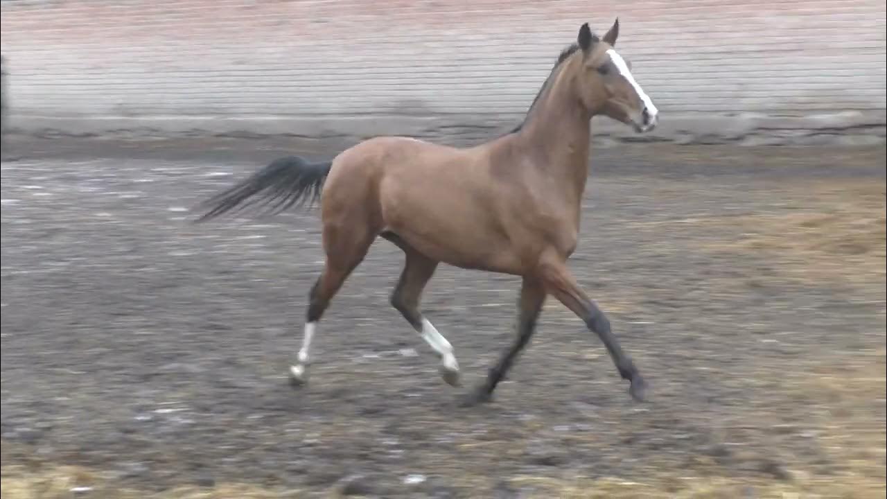 Саварина 2019 г.р. (Сайван-Махтумкала), ахалтекинская чистокровная ...