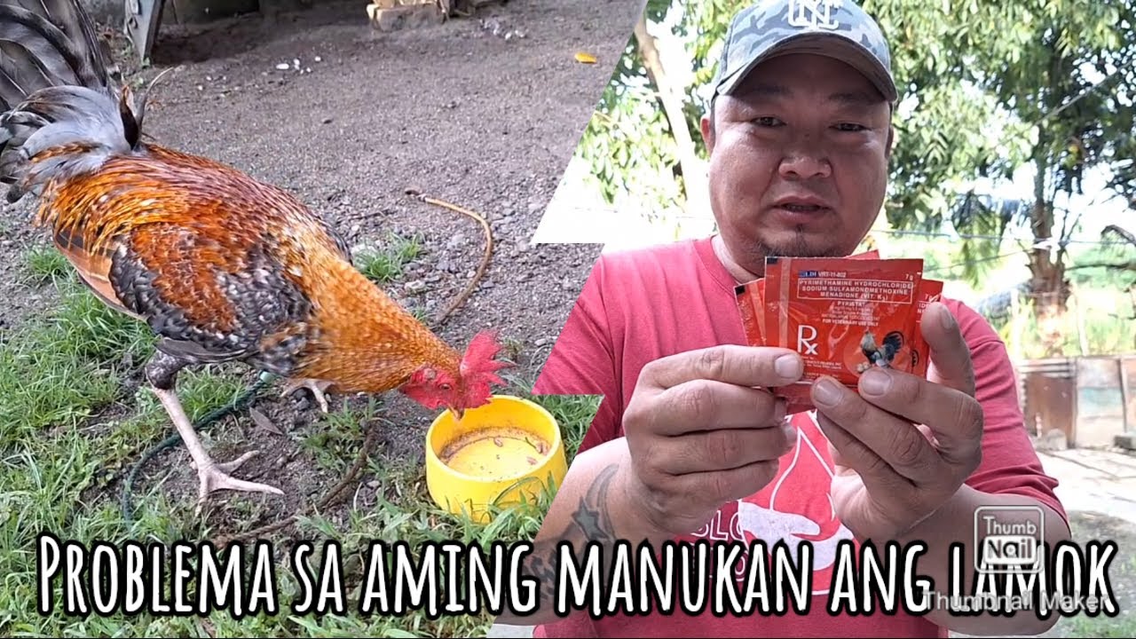 Pyristat every two weeks, grabe sa dami ng lamok - YouTube