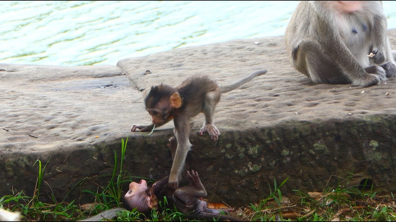 Princess Greta build her good relationship with blaze - Ginger has real ...