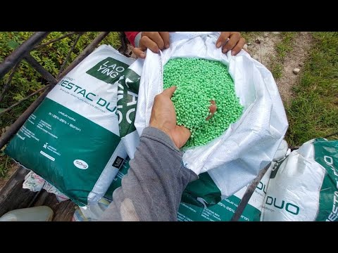 Pupuk Lao Ying MESTAC DUO N=25%-26% + Boron untuk buah Sawit - YouTube