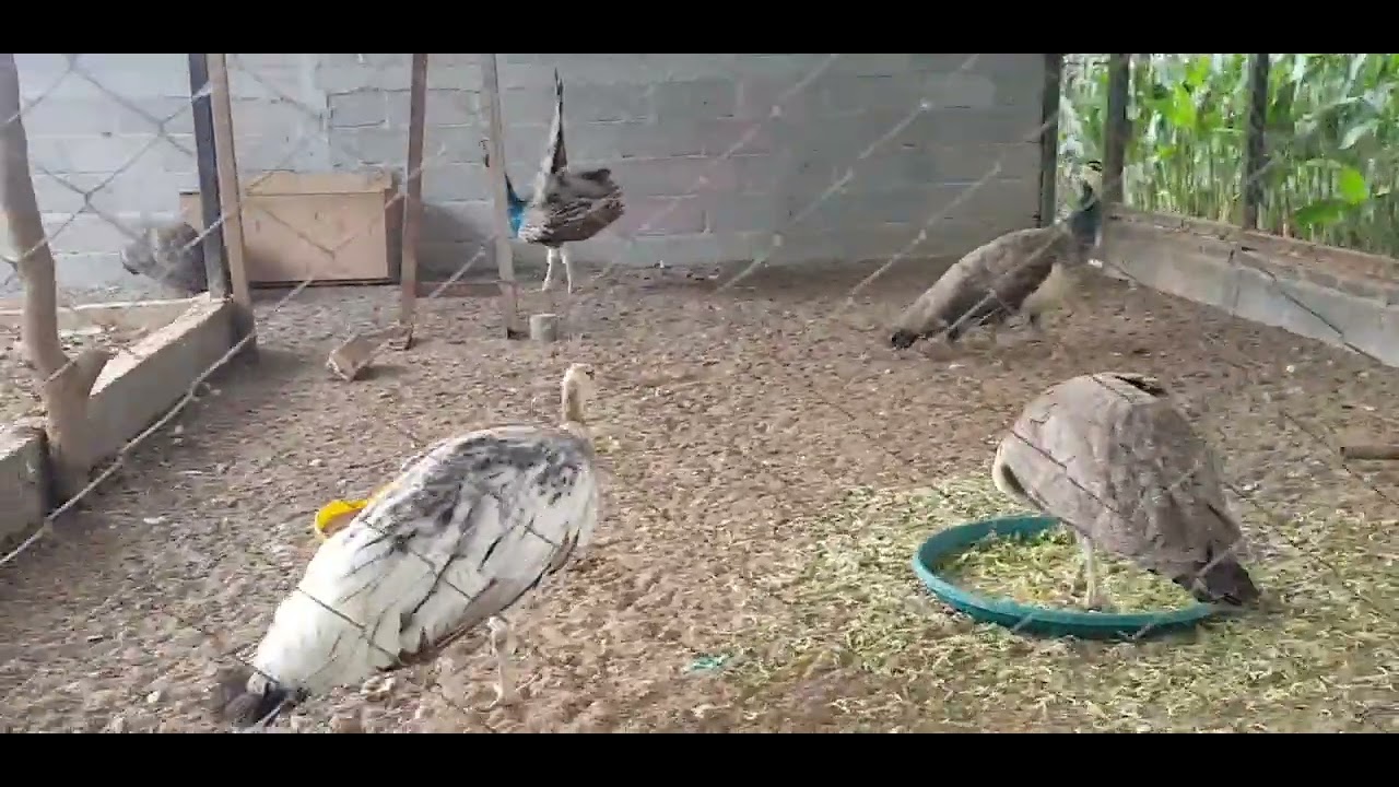 Taman Rusa Banda Aceh#Rusa Sambar vs Rusa Tutul#dll. - YouTube