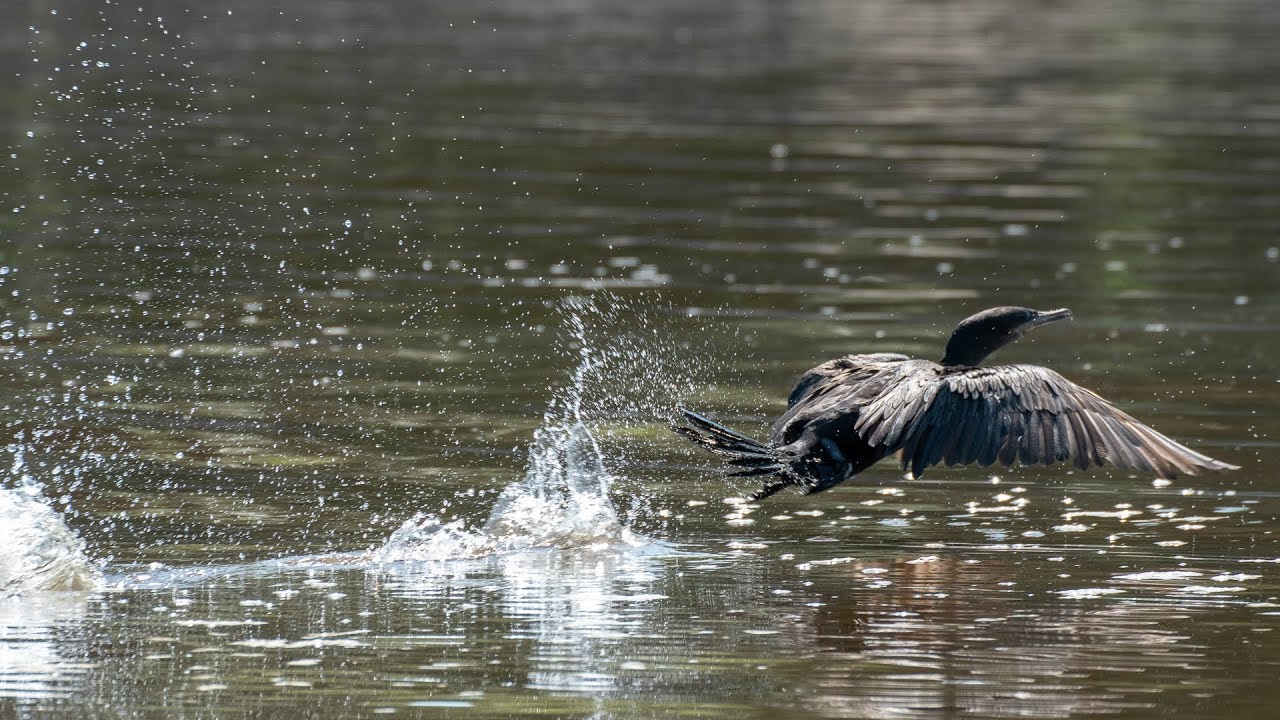 Natural Habitat Amazon River Cruise on the Delfin II 2018 - YouTube