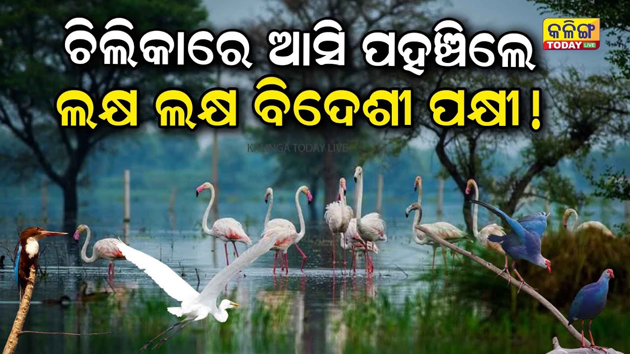 ଚିଲିକାରେ ଆସି ପହଞ୍ଚିଲେ ଲକ୍ଷ ଲକ୍ଷ ବିଦେଶୀ ପକ୍ଷୀ ! Kalinga Today Live ...