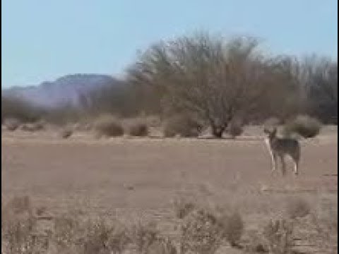 Arizona Coyote Hunting "Falling For A Coyote" - YouTube