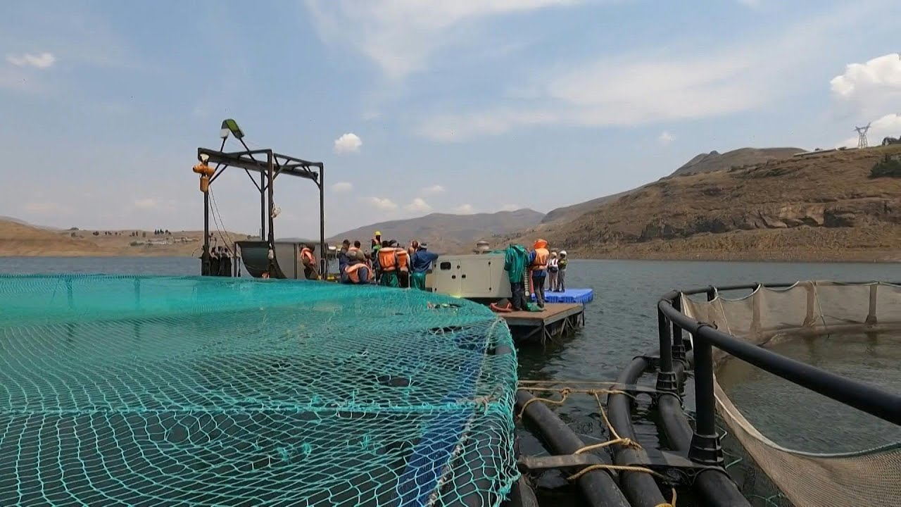 Mountainous Lesotho finds gold in trout fish farming | AFP - YouTube