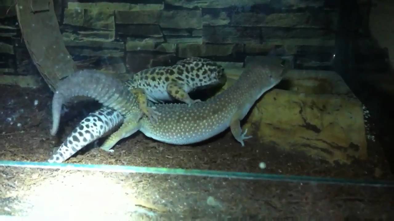 Leopard Gecko Mating - YouTube