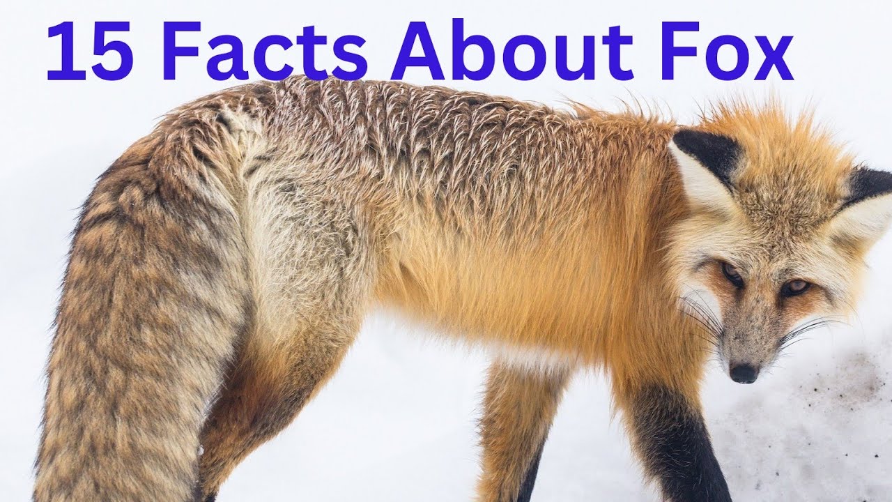 15 Surprising Facts About Foxes You Need to Know | Unveiling the Clever ...