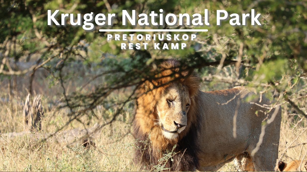 The Kruger National Park | Pretoriuskop Rest Camp | Episode 3 - YouTube