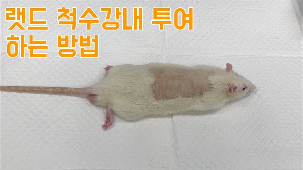 랫드 척수강내(척추강내) 투여 하는 방법 Rat intrathecal injection - YouTube