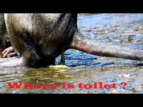 So sorry Timo can't go to toilet cos diarrhea , What happen next? Poor big baby, Good luck