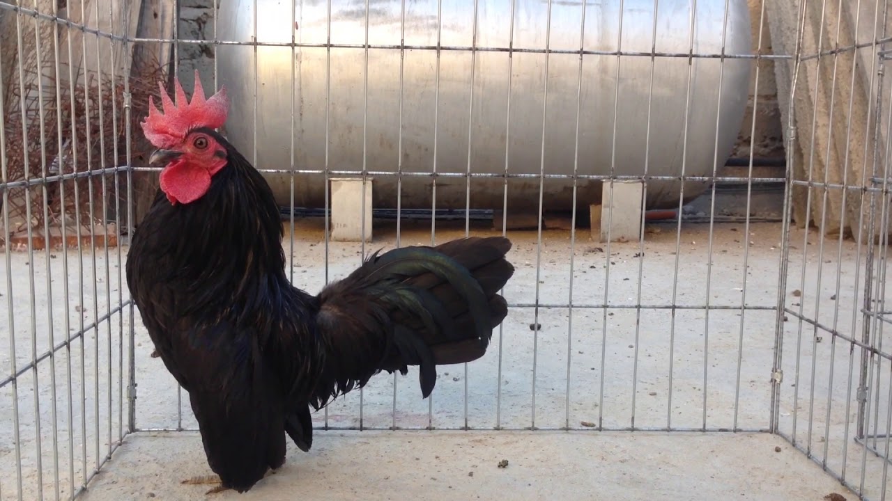 Gallo miniatura azteca criadero San Matías negro pata corta 2017 - YouTube