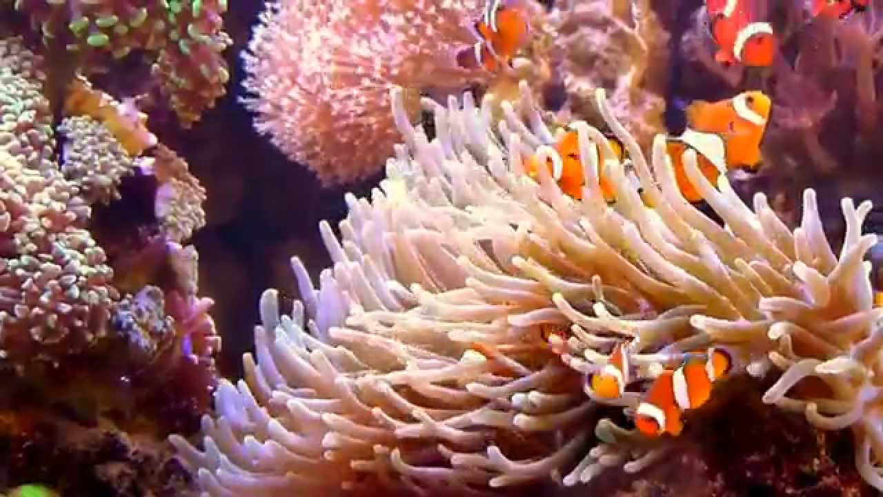Aquário janeiro 2015 - Reef aquarium january 2015 ( clownfish fry ...