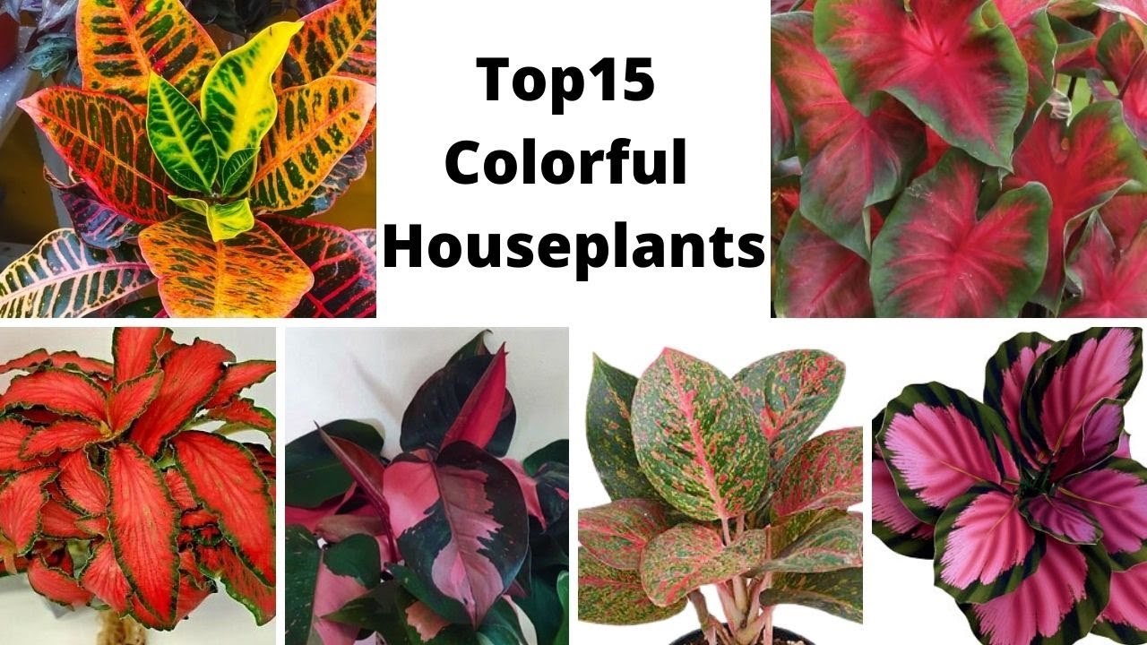 Top Colorful Houseplants To Brighten Your House / Houseplants with ...