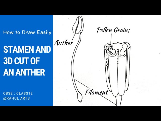 Anther Filament Drawing