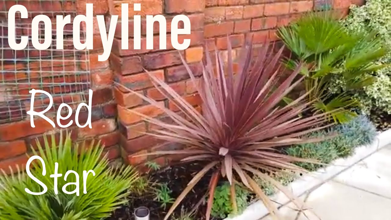 Cordyline Australis Red Star Cabbage Palm Cabbage Tree evergreen shrub ...