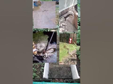 Snake vs monitor lizard#compilation videos#short viral - YouTube