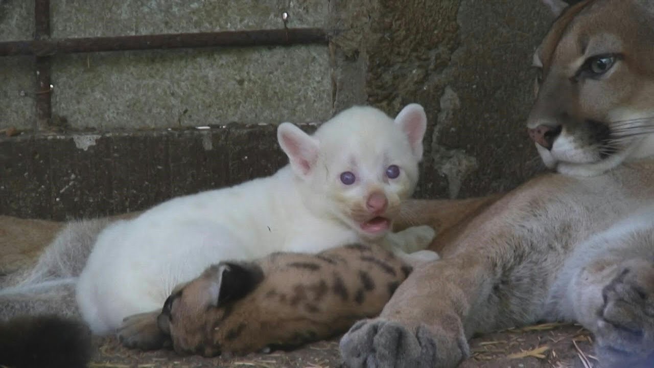 Filhote raro de puma albino nasce na Nicarágua | AFP - YouTube