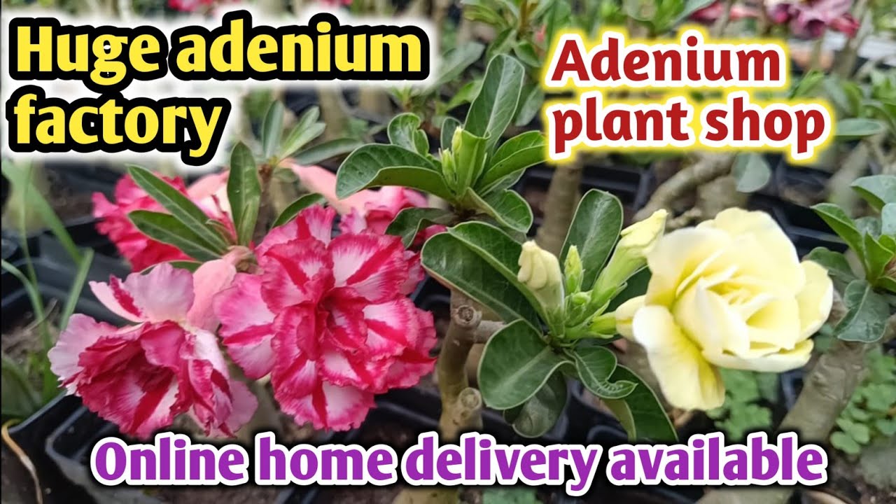 Adenium plant for sell। एडेनियम कारखाना। Unique variety adenium - YouTube