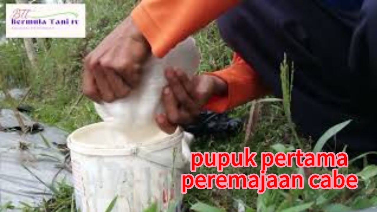 pupuk susulan pertama peremajaan pohon cabe tua pakai Garam garam(part ...