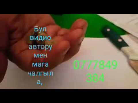 Кучала👍 - YouTube