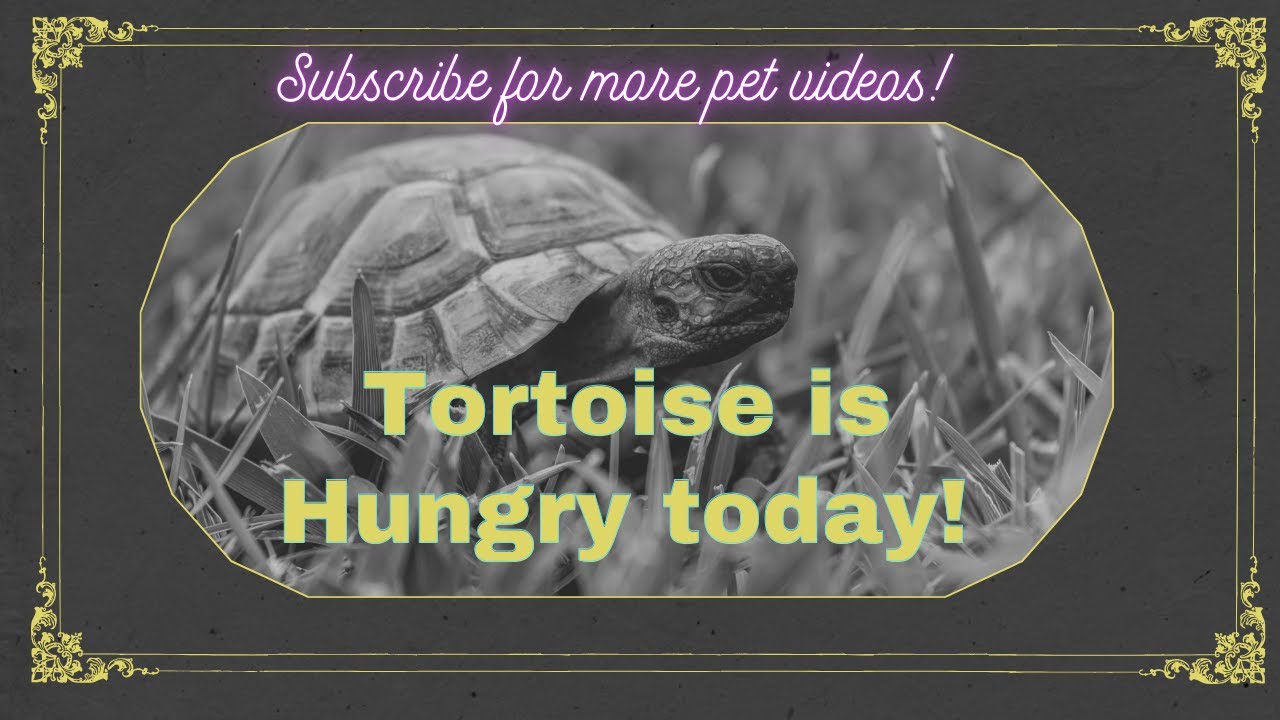 Tortoise eating dinner - YouTube