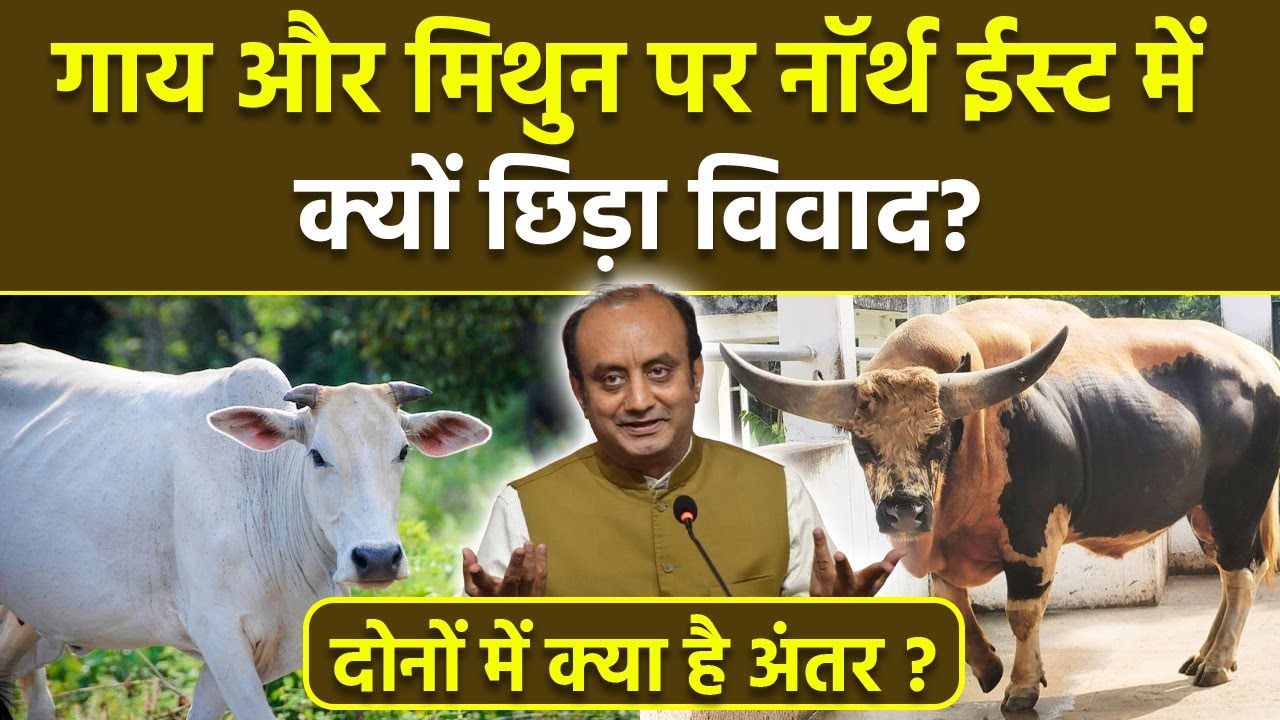 Cow VS Mithun: नॉर्थ ईस्ट में मिलने वाली मिथुन और गाय में क्या अंतर है ...