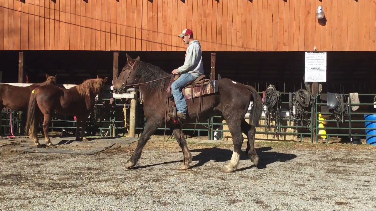 Sold 1- chestnut Percheron/Belgian mare - YouTube