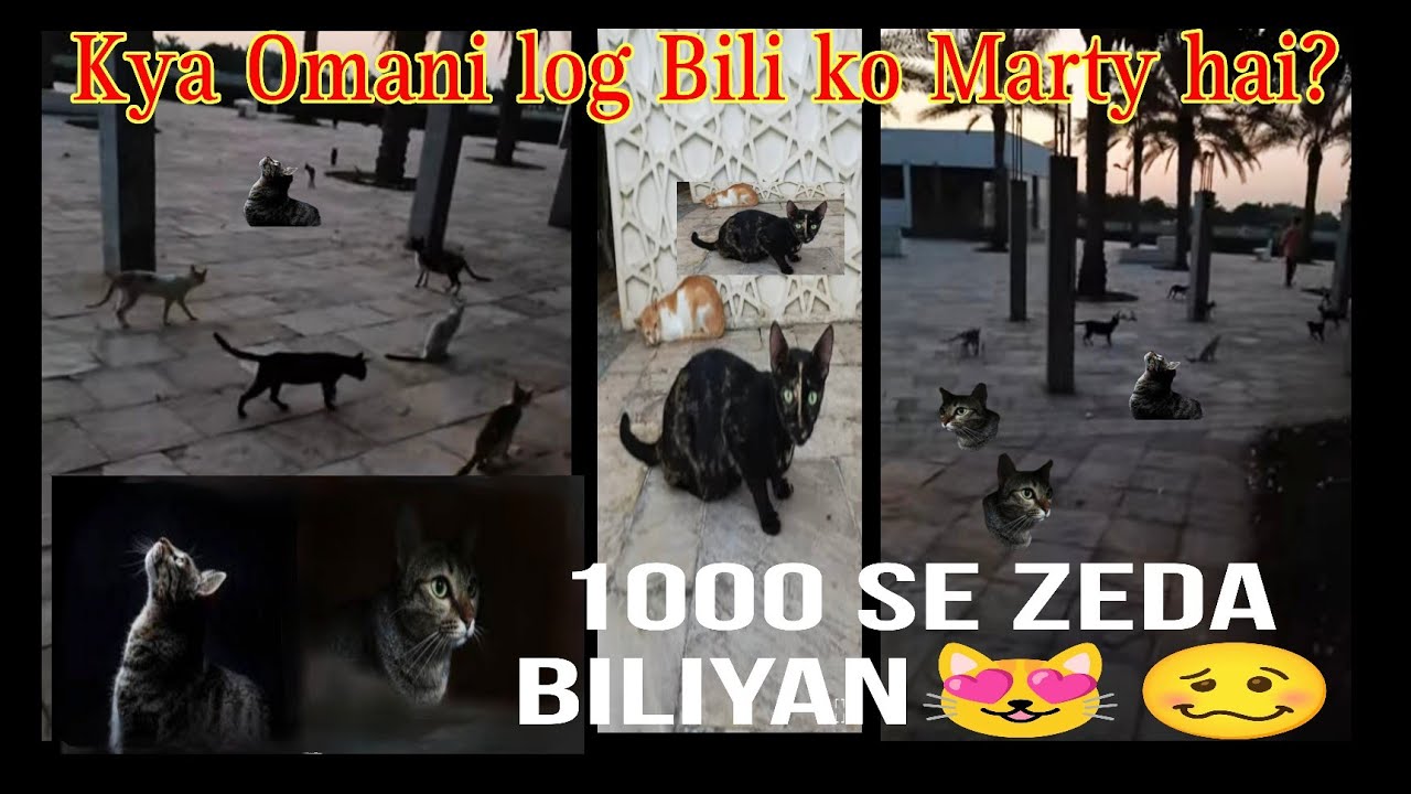 We came to the city of cats in Oman 🇴🇲 AJ Hum Oman Main Bilyon Kay ...