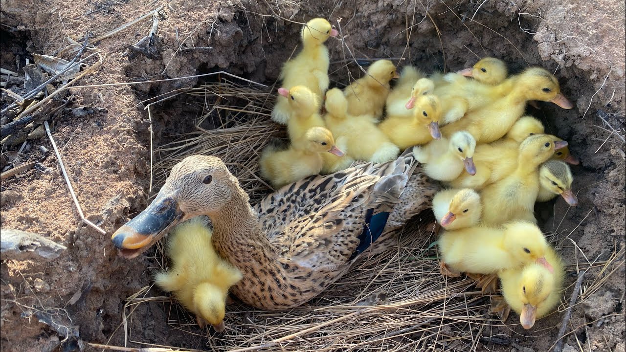 WOW!! Amazing 40Yellow Duck Hatching From Eggs - Cute Cute Duck Born ...