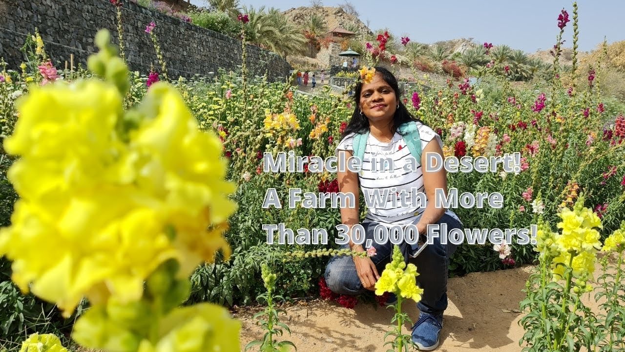 UAE Flower Farm in Fujairah/Ras Al Khaimah | Valley of Flowers | Horse ...