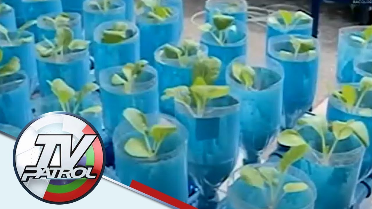 Vegetable garden | TV Patrol Negros - YouTube