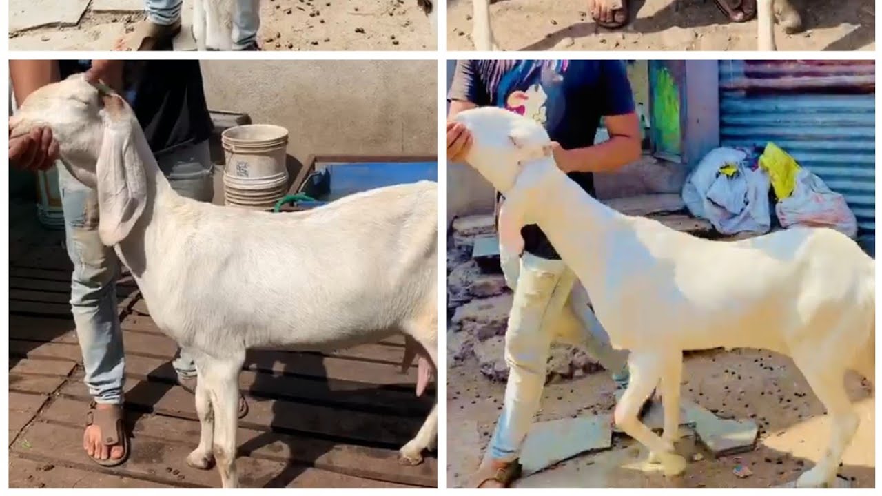 sojat female's for sale pat 0.2 royal nawabi goat farm - YouTube
