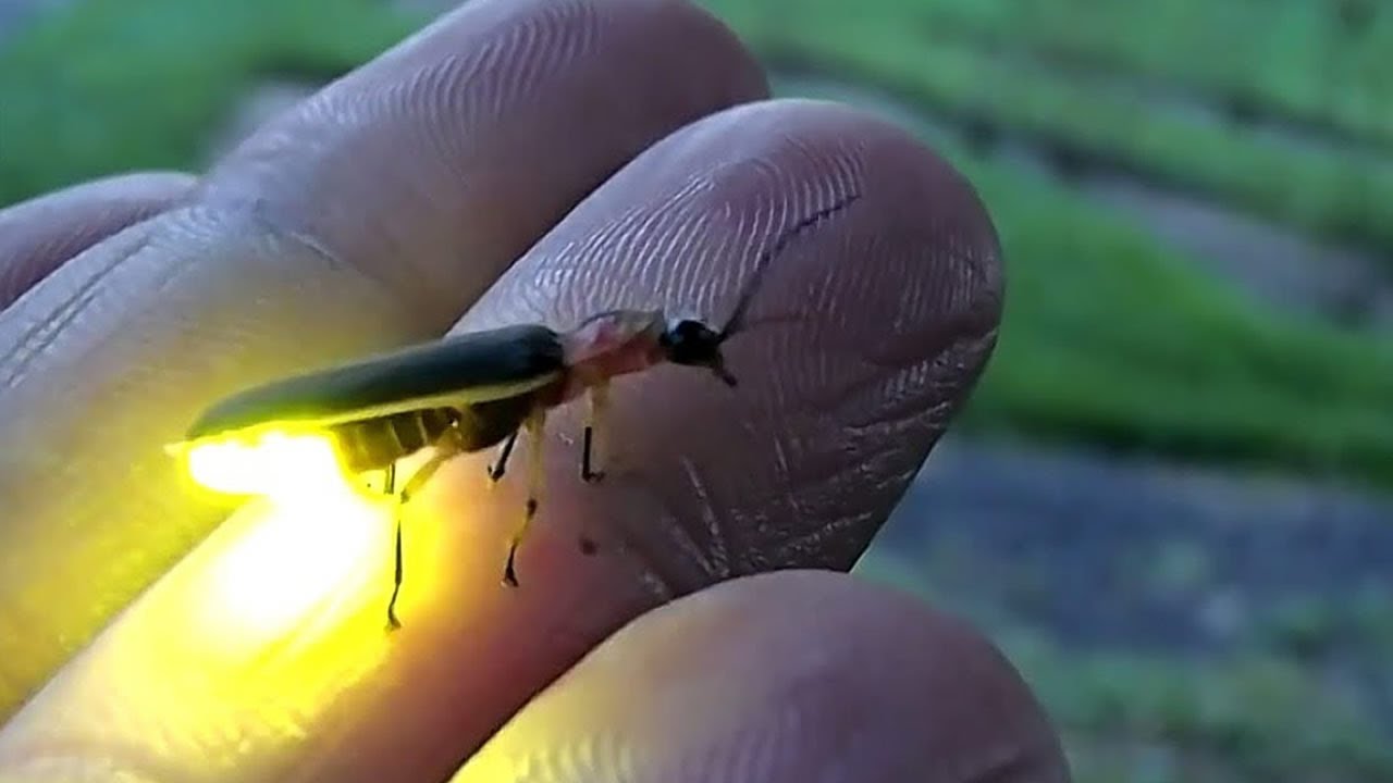 7 Animais Bioluminescentes Que São Únicos No Mundo - YouTube