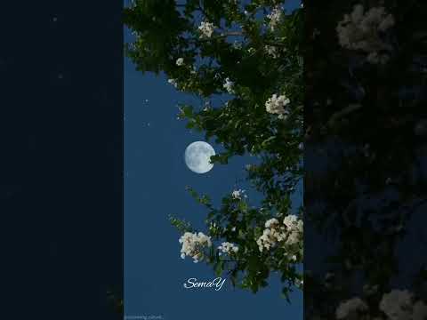 Çoban Kızı Orhan Gencebay#orhangencebay#batsınbudünya#benzatenkendikendiminherseyiyim