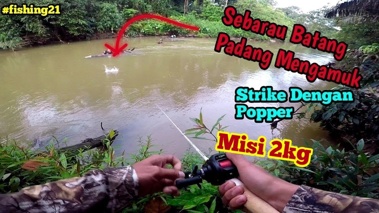 Casting Sebarau Sungai Batang Padang | Badong Tapah | Sangat Rakus ...