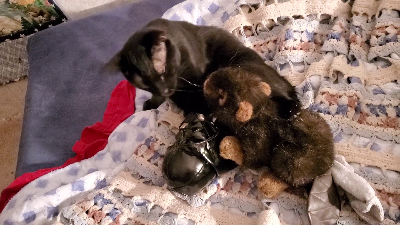 Confused Cat - YouTube