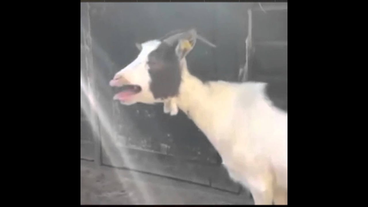 GoaT TimE!! - YouTube